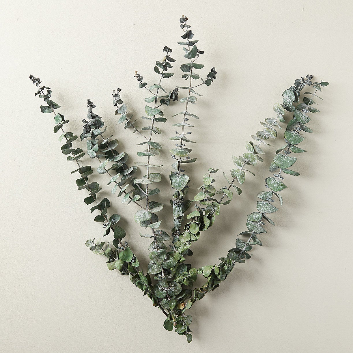 Spiral Eucalyptus Branches