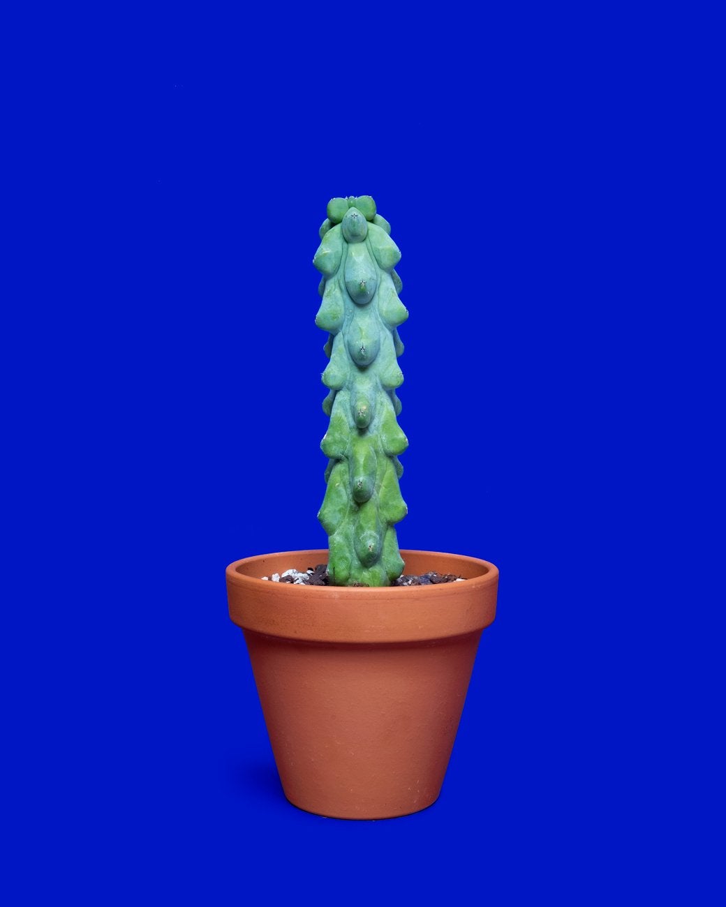 Tula Boob Cactus