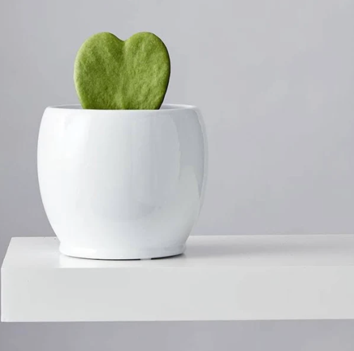 Plants.com + Hoya Heart Succulent