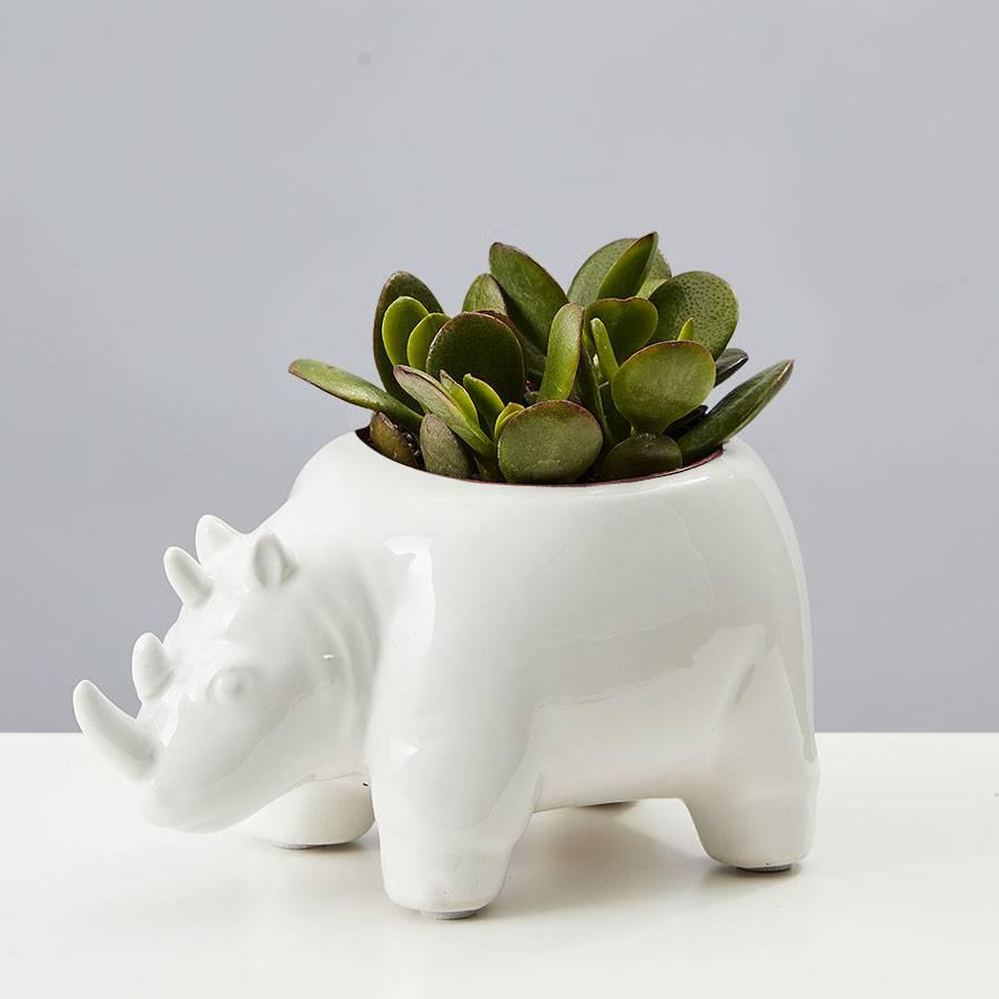 Plants.com + Safari Animal Succulents
