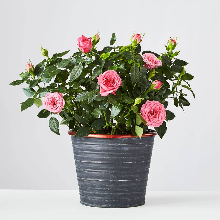Plants.com + Pink Rose Plant