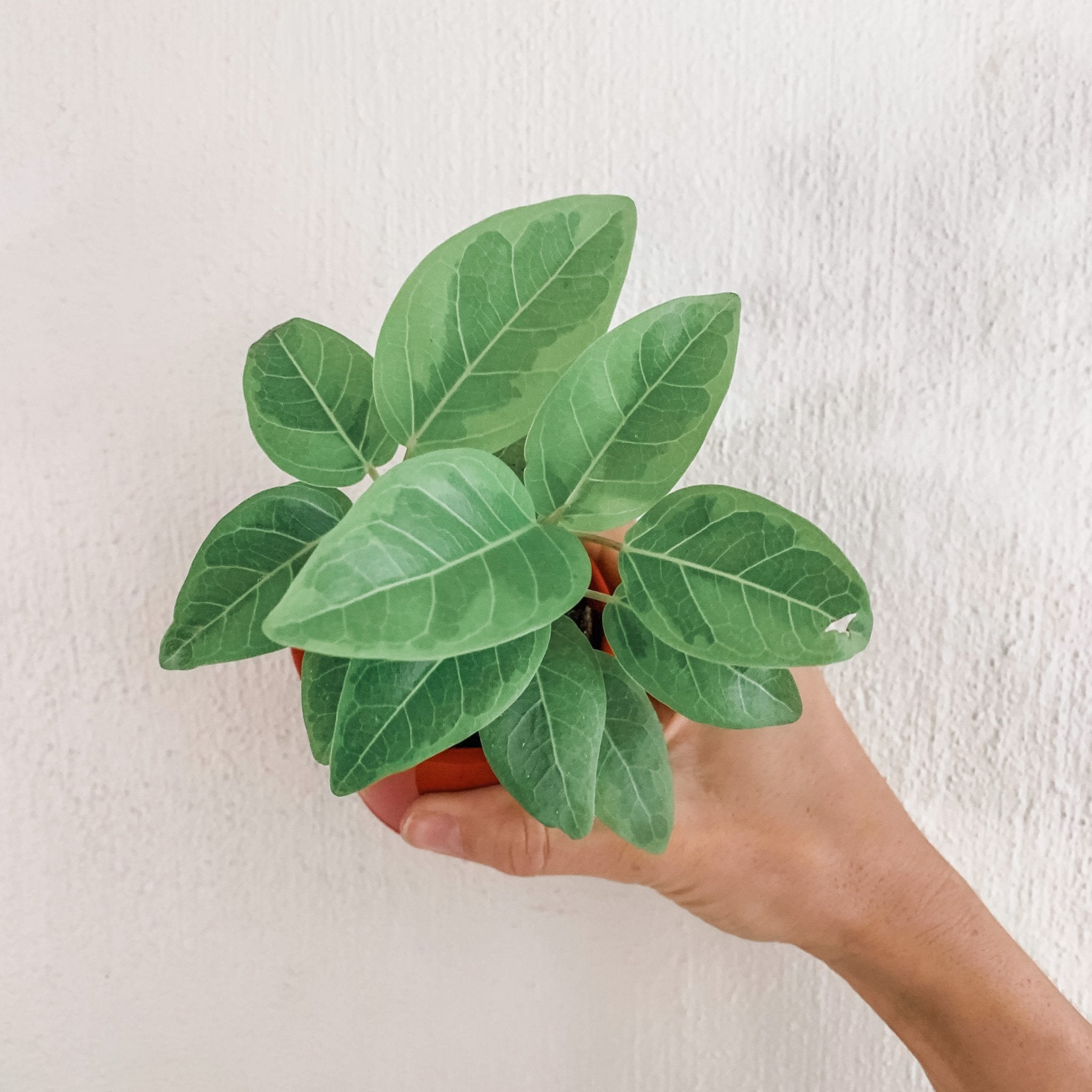 Wish List Plants + Ficus Yellow Gem