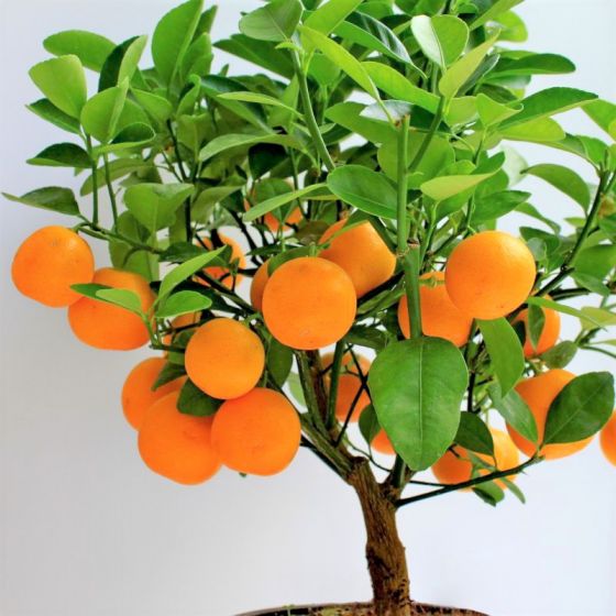 Nature Hills + Clementine Mandarin Orange Tree