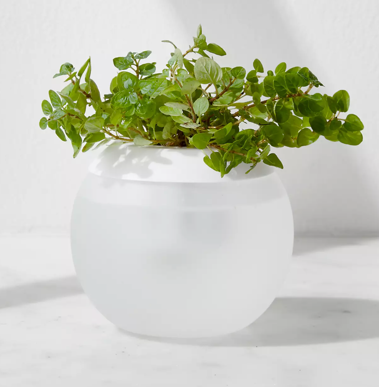 Crate and Barrel + Hydropod