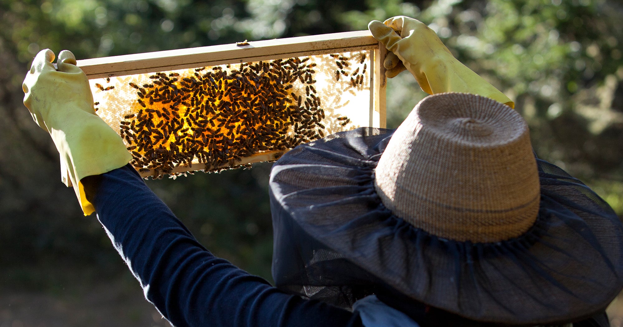 What Is The TikTok Bee Lady Drama? Beekeeper Videos