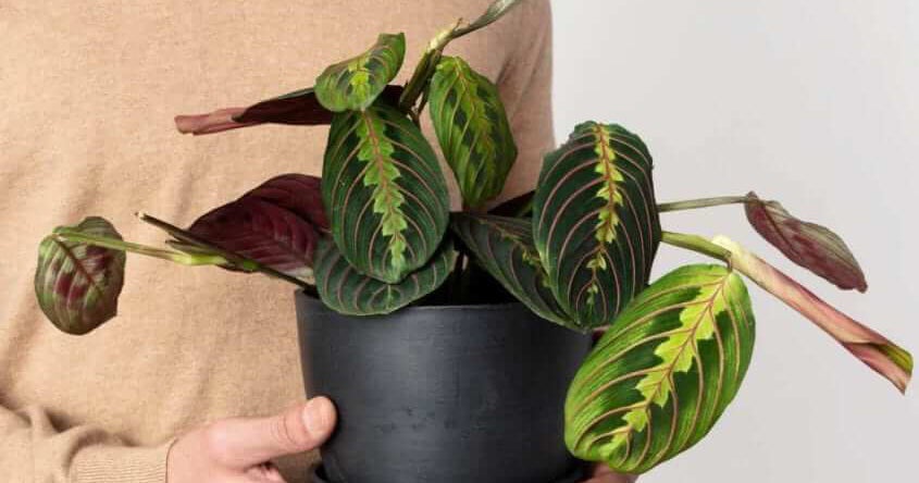 12 Of The Best Indoor Plants According To Experts 2021