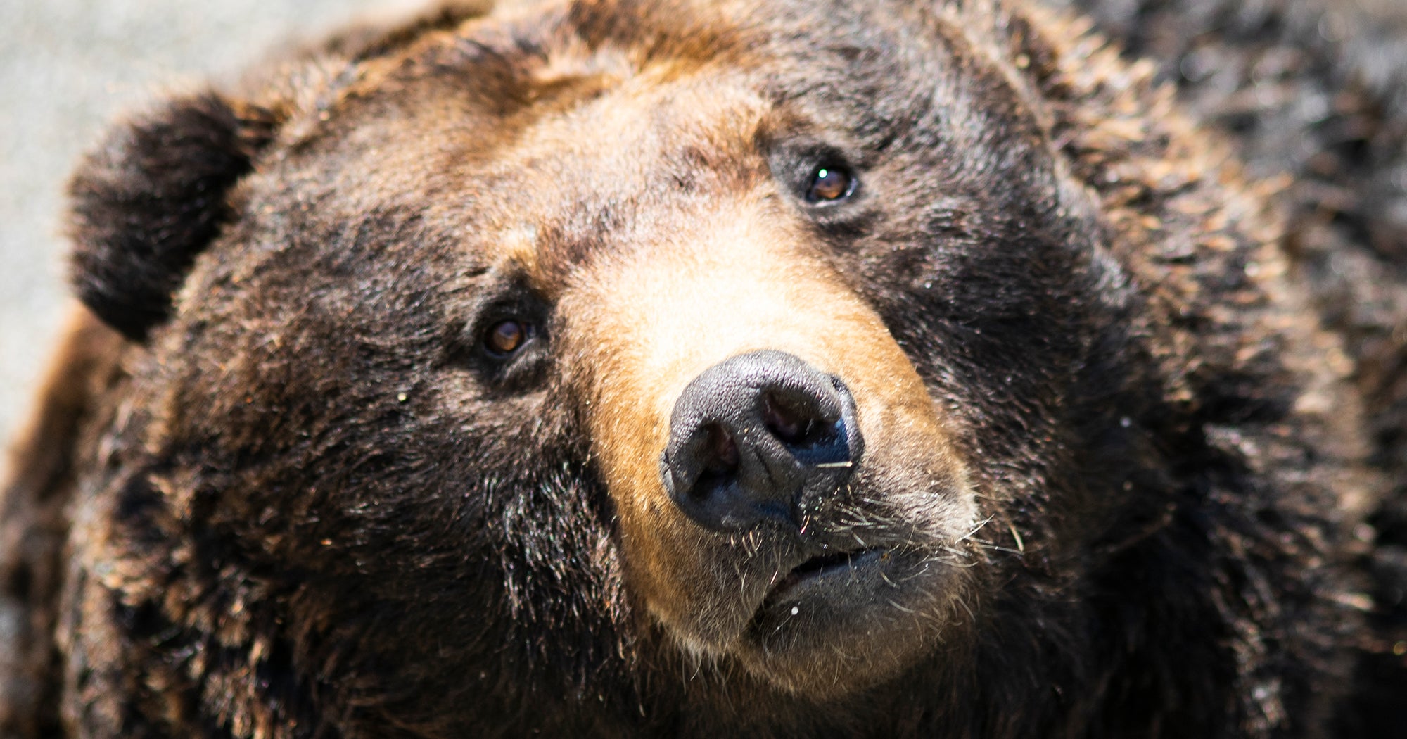 A Rogue Bear Is Roaming Around Tokyo Olympics Stadium