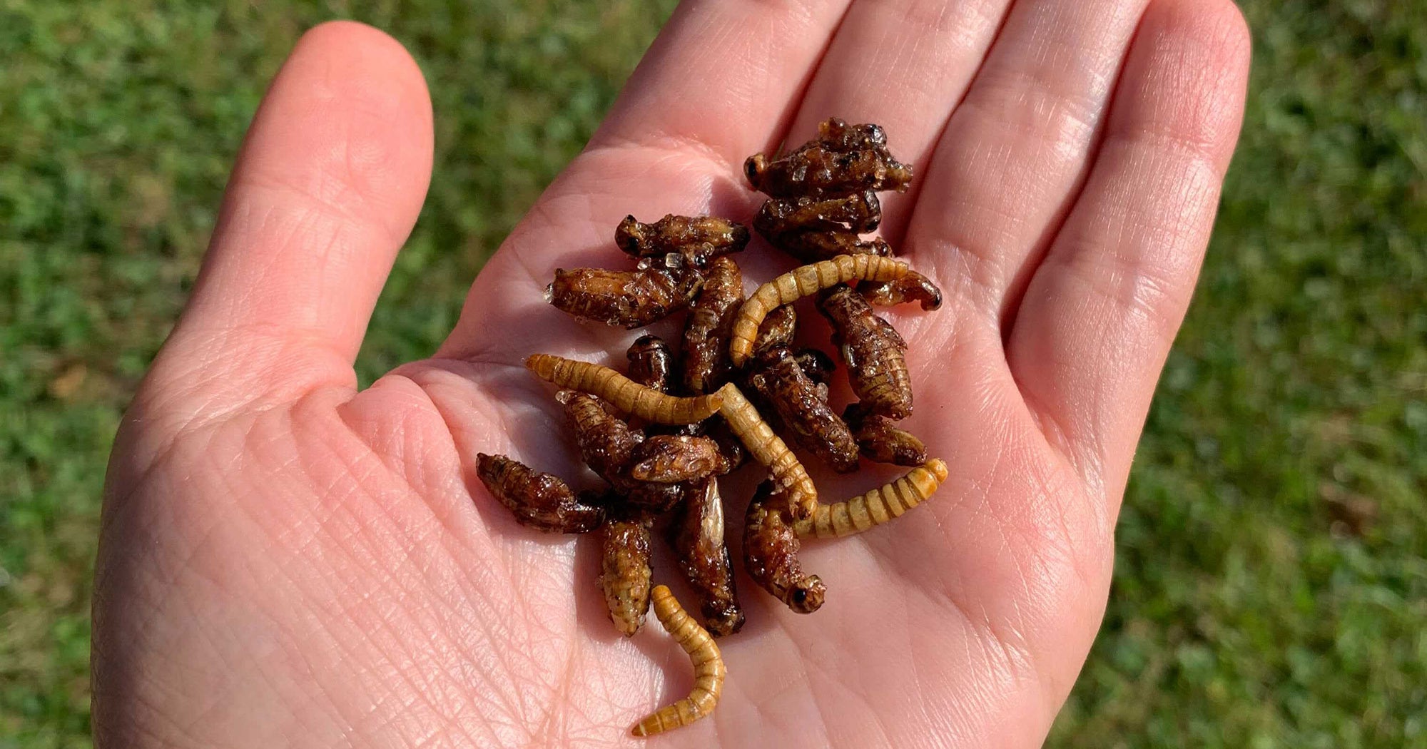 The Best Insect Snacks UK Taste Test