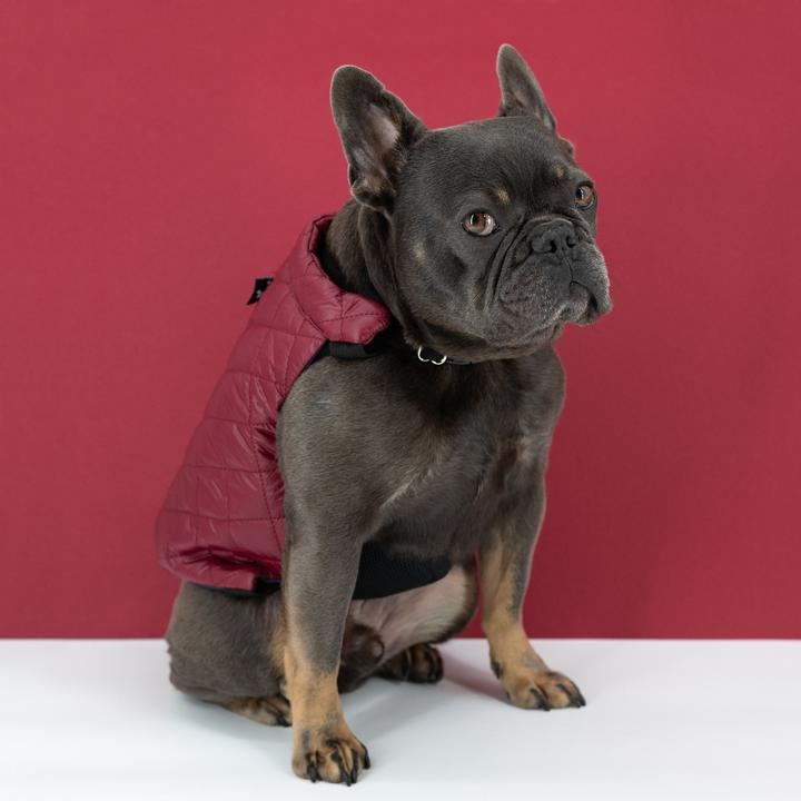 K9 Wear + Dog Quilted Puffer Jacket