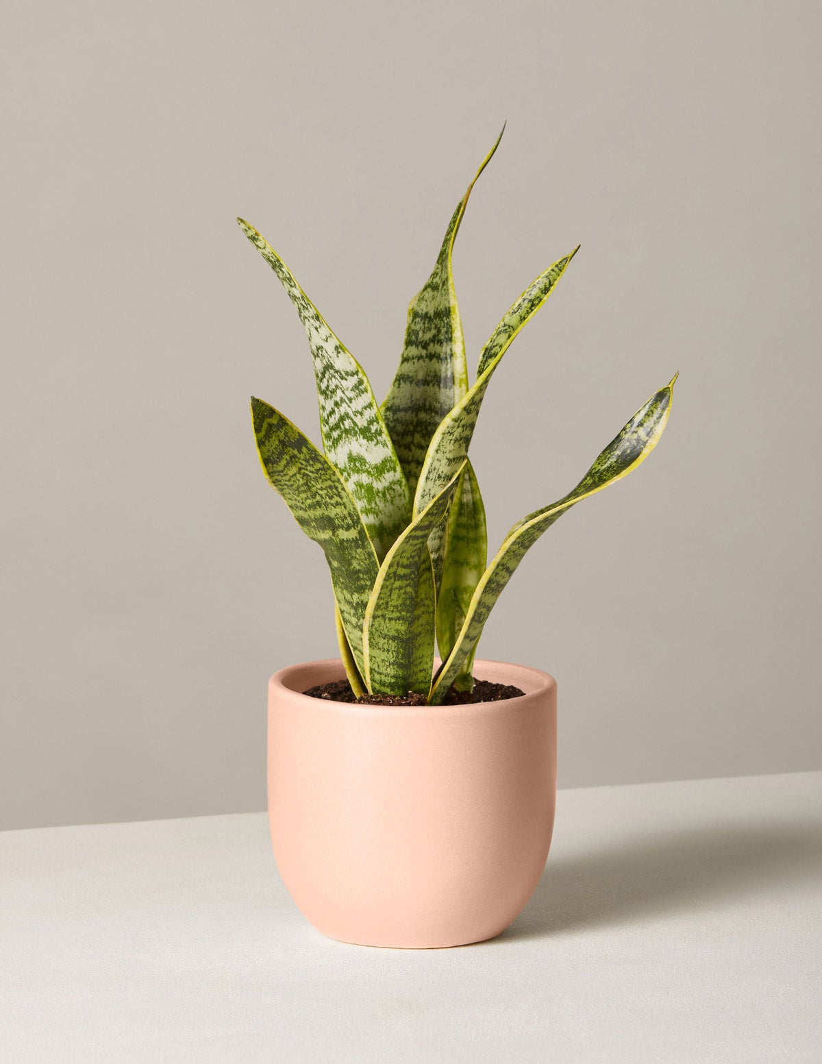 The Sill + Snake Plant Laurentii