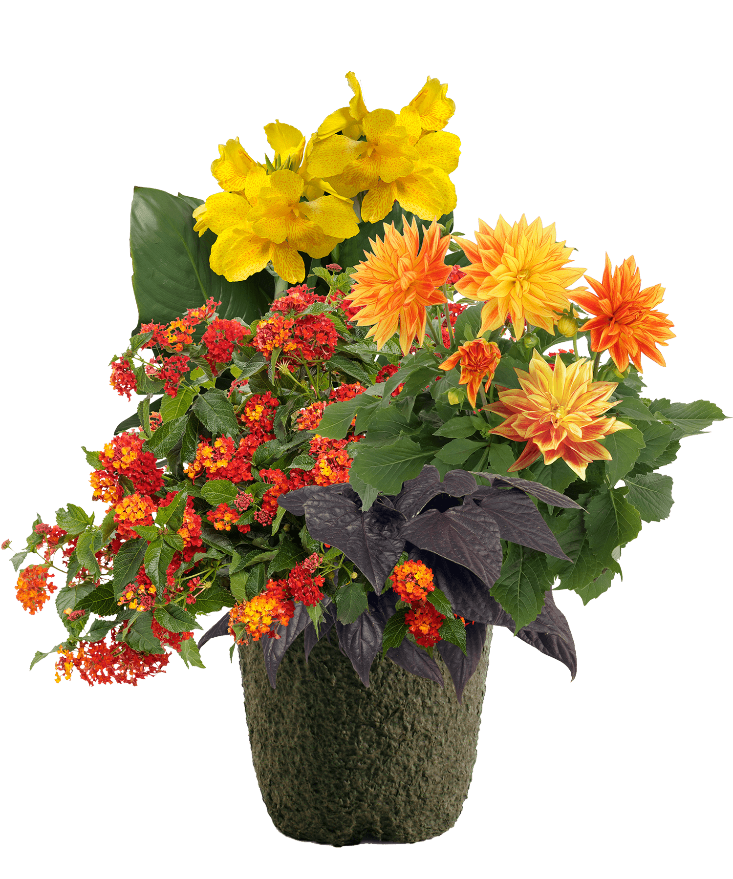 Bloomscape + Outdoor Tropical Collection