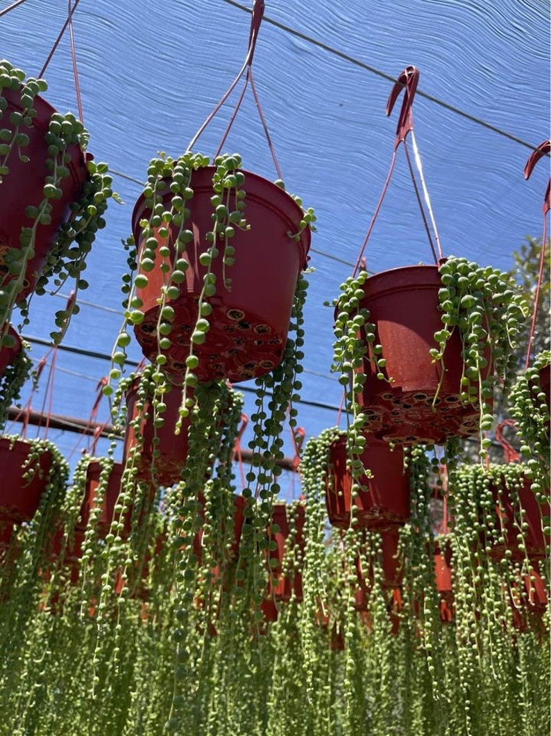DoseofSucculents + String of Pearls plant string of peas – 6” Pot