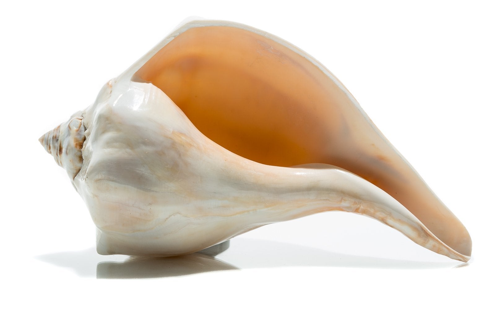 Nautical Crush Trading + Atlantic Whelk Sea Shell