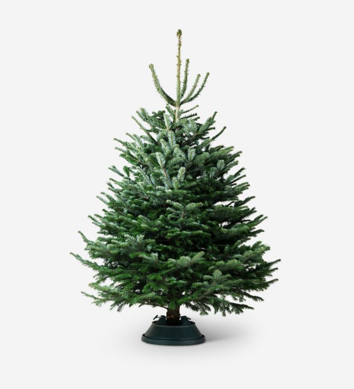 Flowerbx + Traditional Fir Christmas Tree