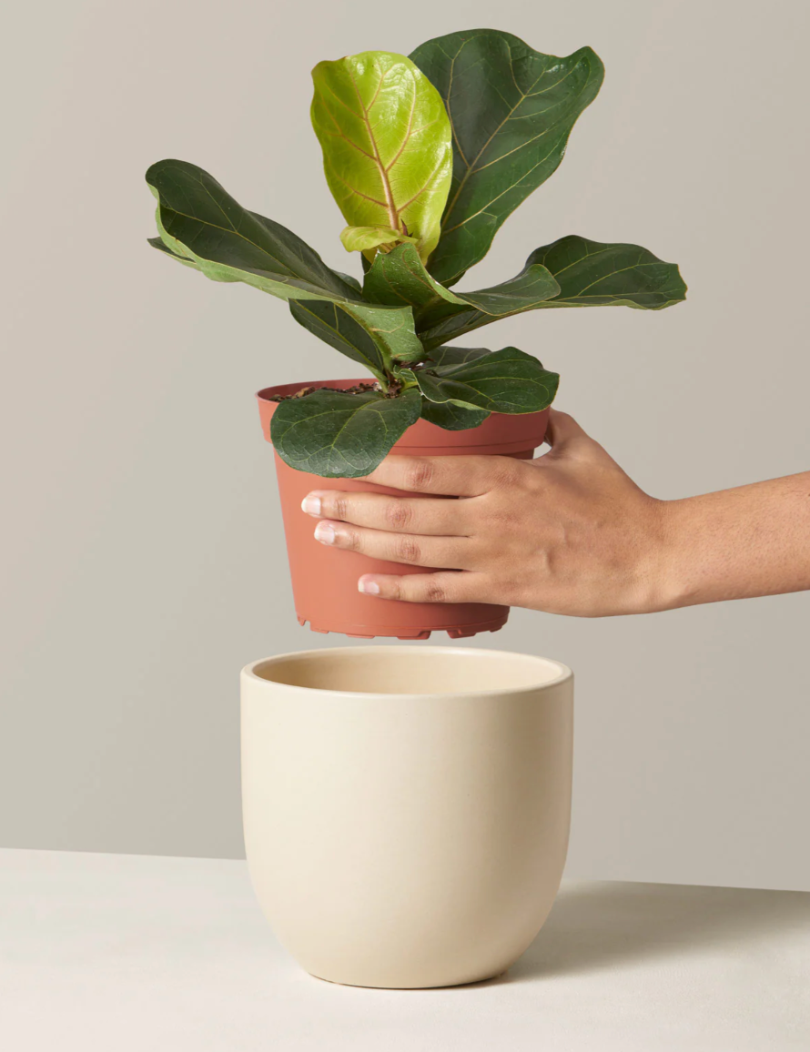 The Sill + Fiddle Leaf Fig ‘Bambino’