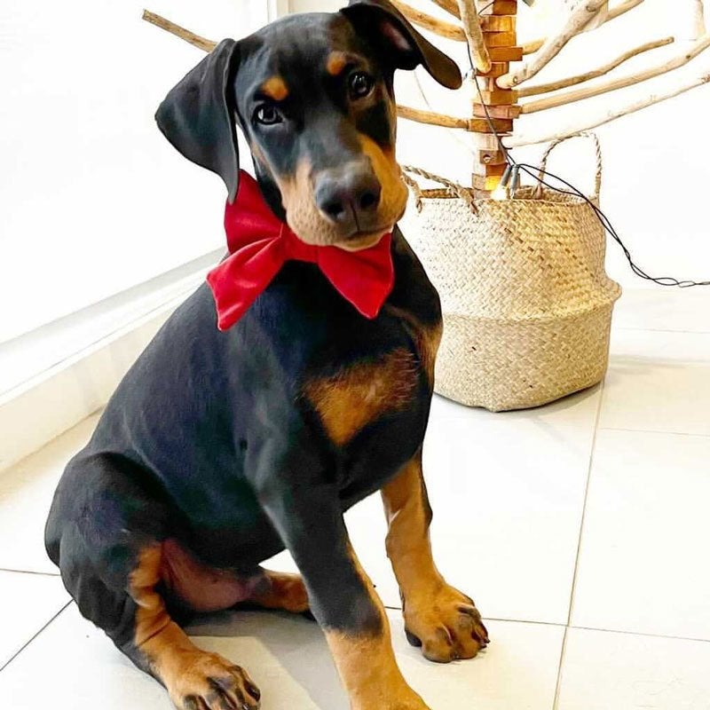 Swanky Paws + Dog Sailor Bow