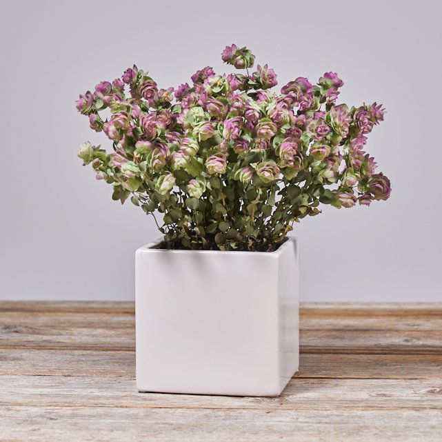 The Bouqs Co + Reggie Oregano plant