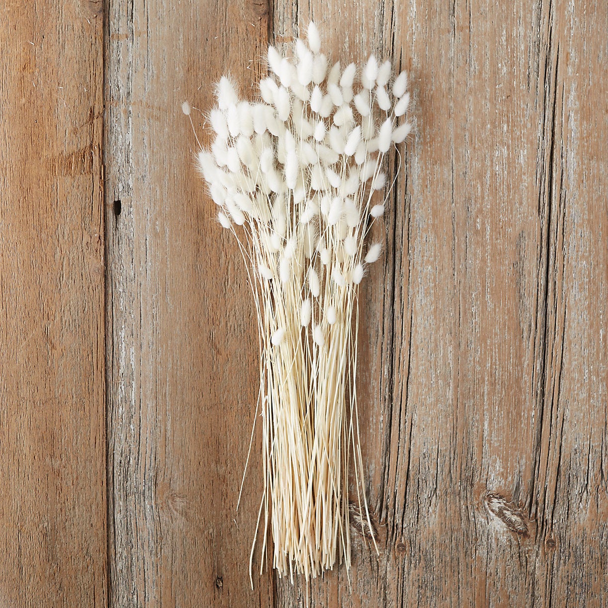 Terrain + Dried Lagurus Bunch