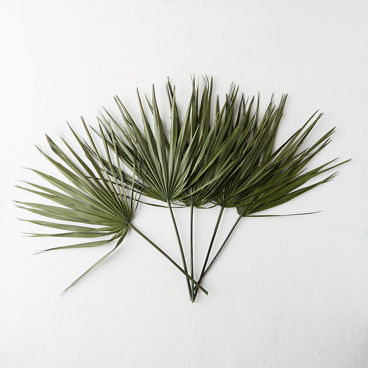 Terrain + Preserved Palmetto Frond Bunch