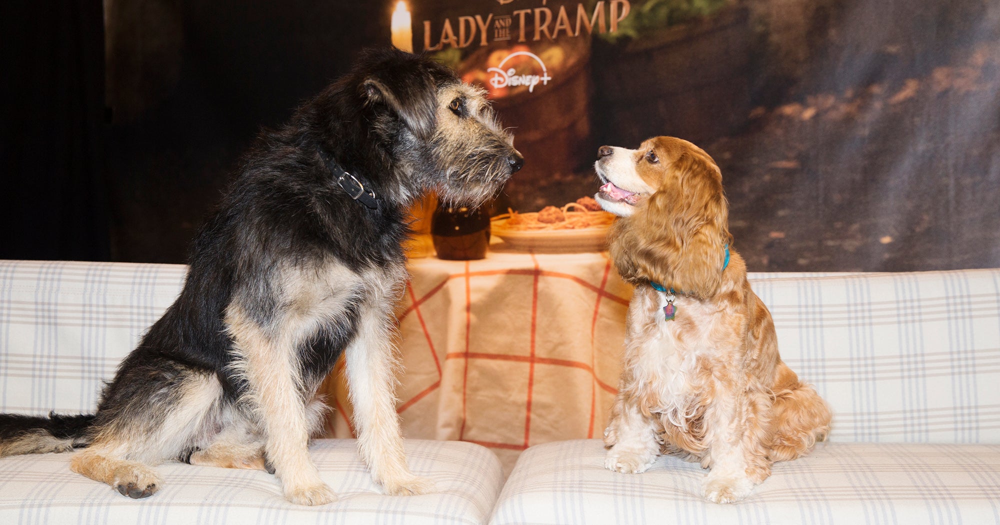 Tramp From Lady And The Tramp Breed Back With Our Friends… Looking