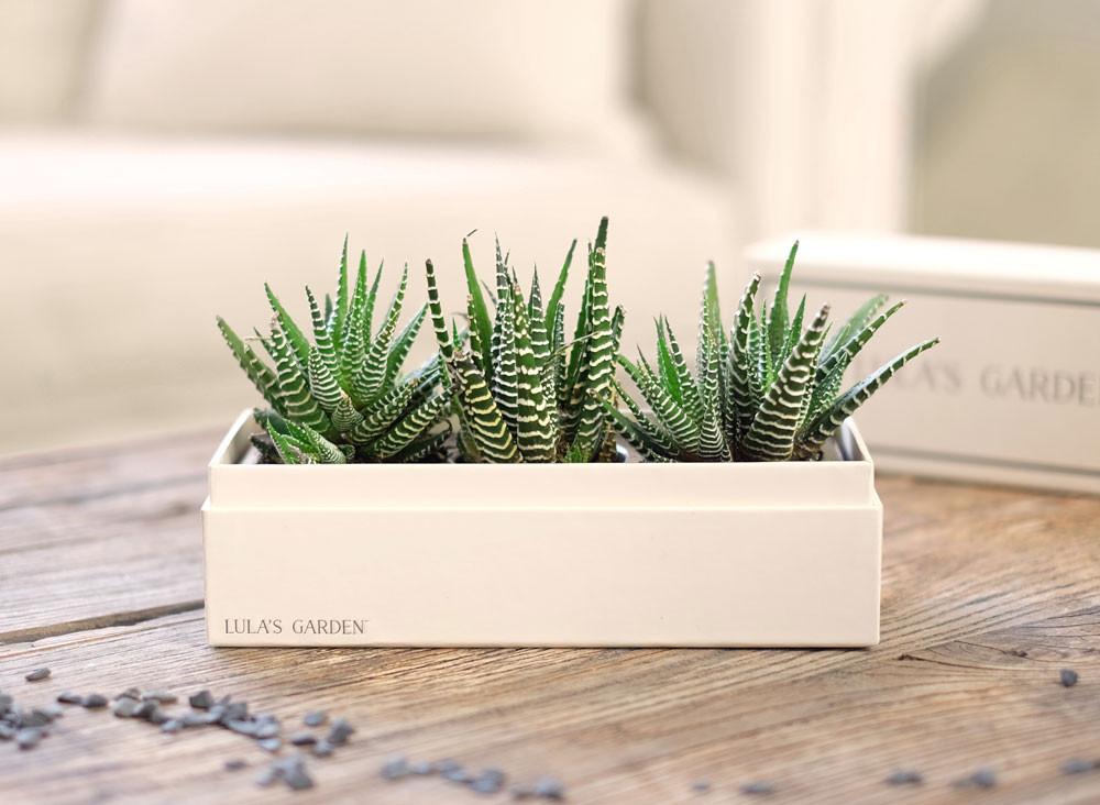 Lula’s Garden + Lula’s Garden Zebra Garden