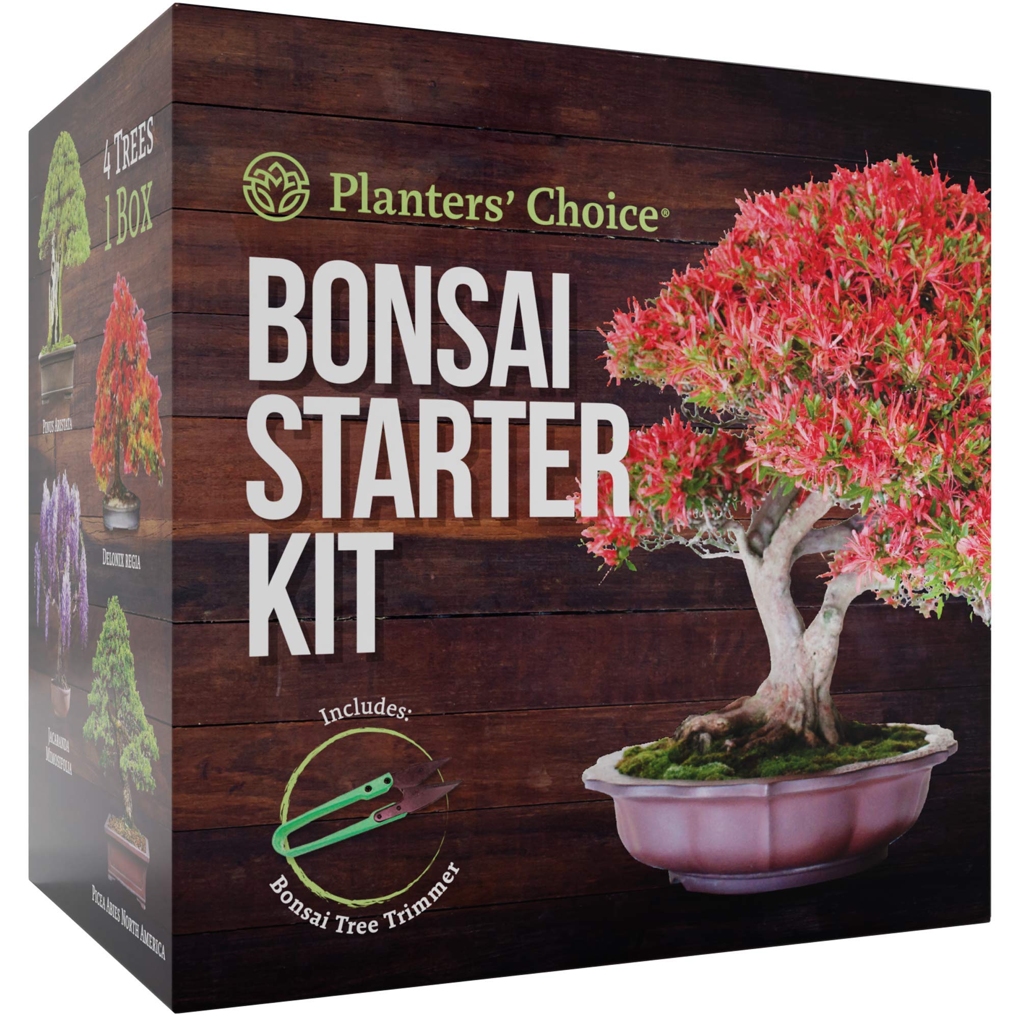 Planters Choice Bonsai Starter Kit The Complete Growing Kit