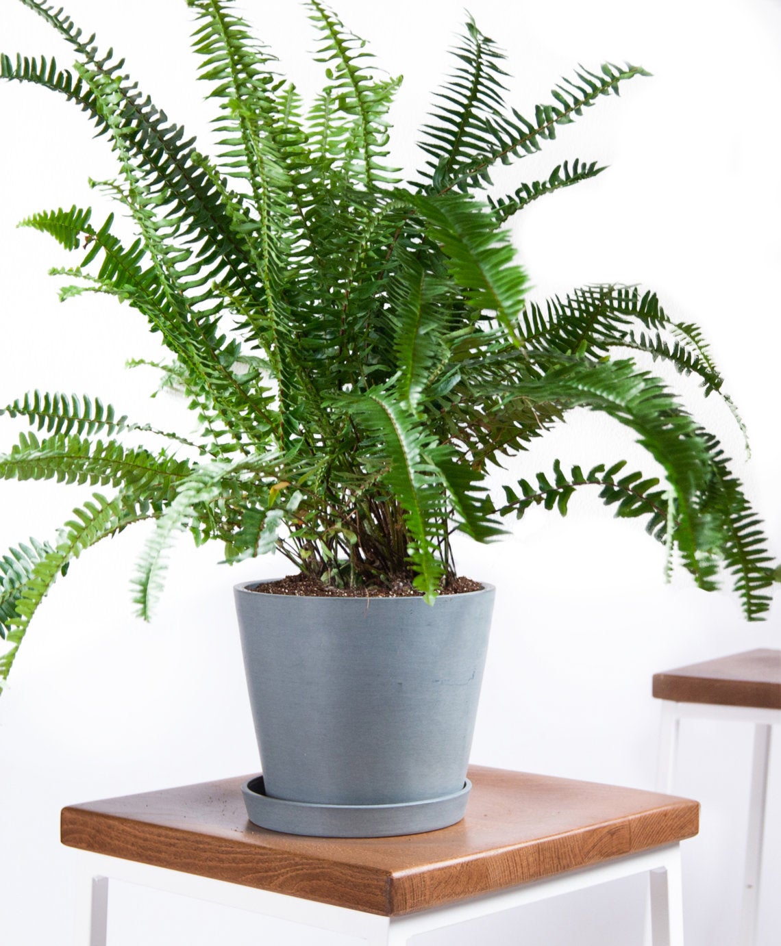 Bloomscape + Kimberly Queen Fern