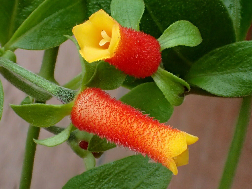 Bonanza Manettia Lutearubra Candy Corn Vine Starter Plant Live Plant