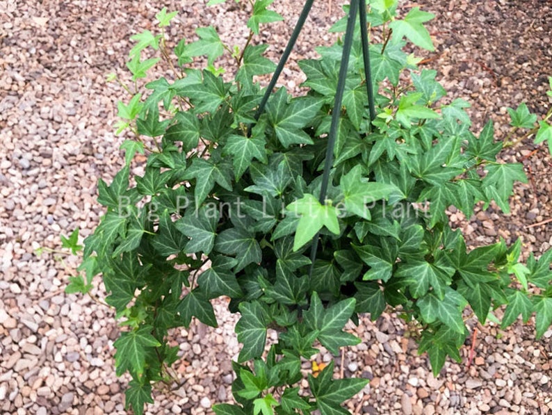 BigPlantLittlePlant + English Ivy, European Ivy Hedera Helix Green Ivy ...
