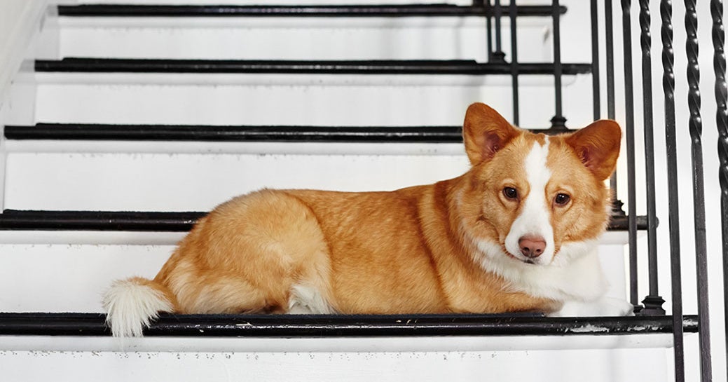 Pet Meme Accounts To Follow, From Instagram To Twitter