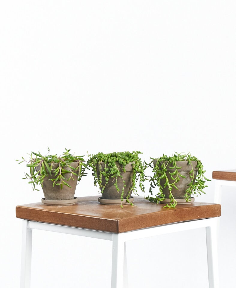 Bloomscape + String of Succulents Collection