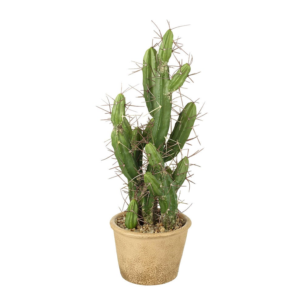 Parlane + Potted Desert Cactus – Extra Small