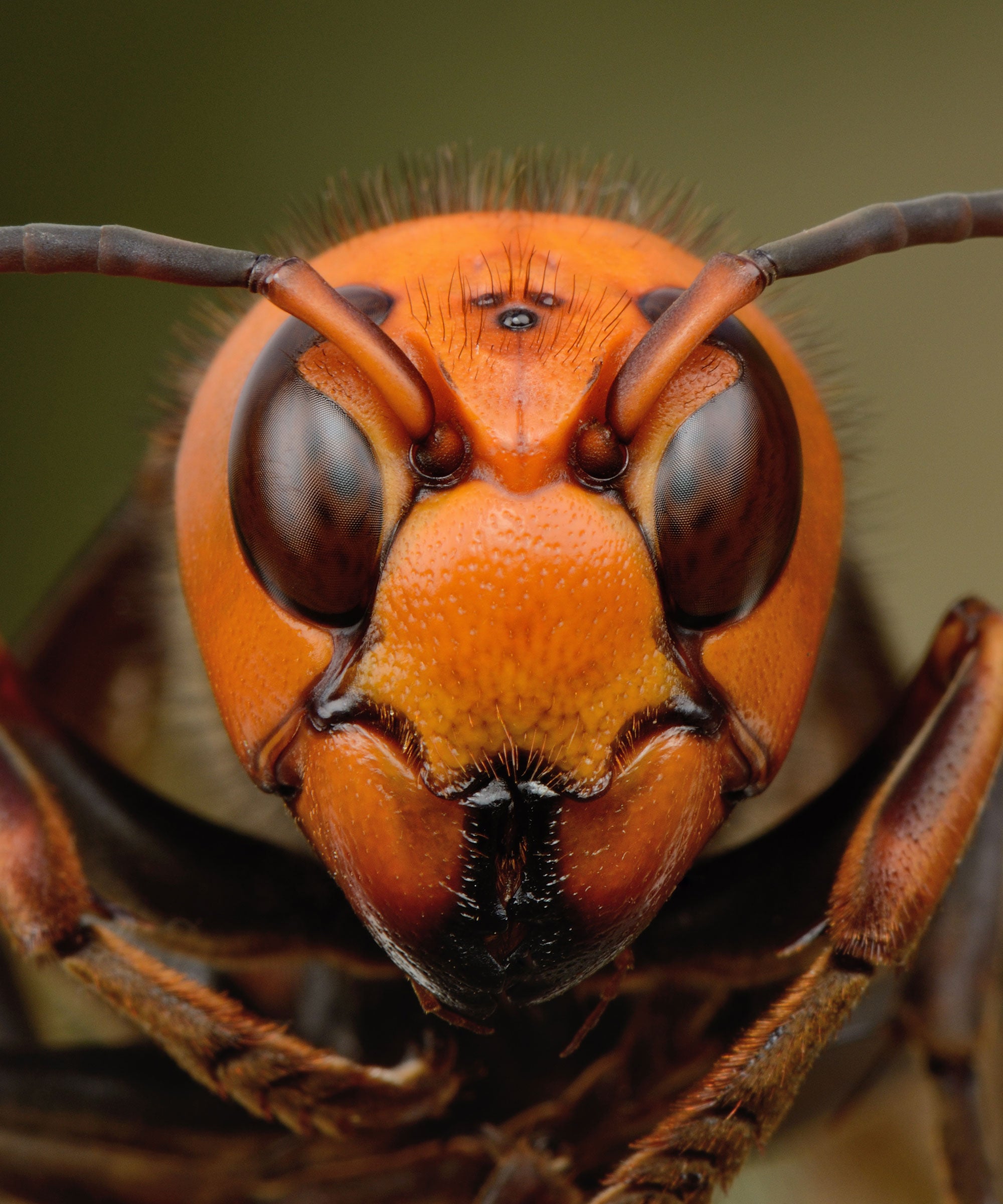 Japanese Giant Hornet Nauger