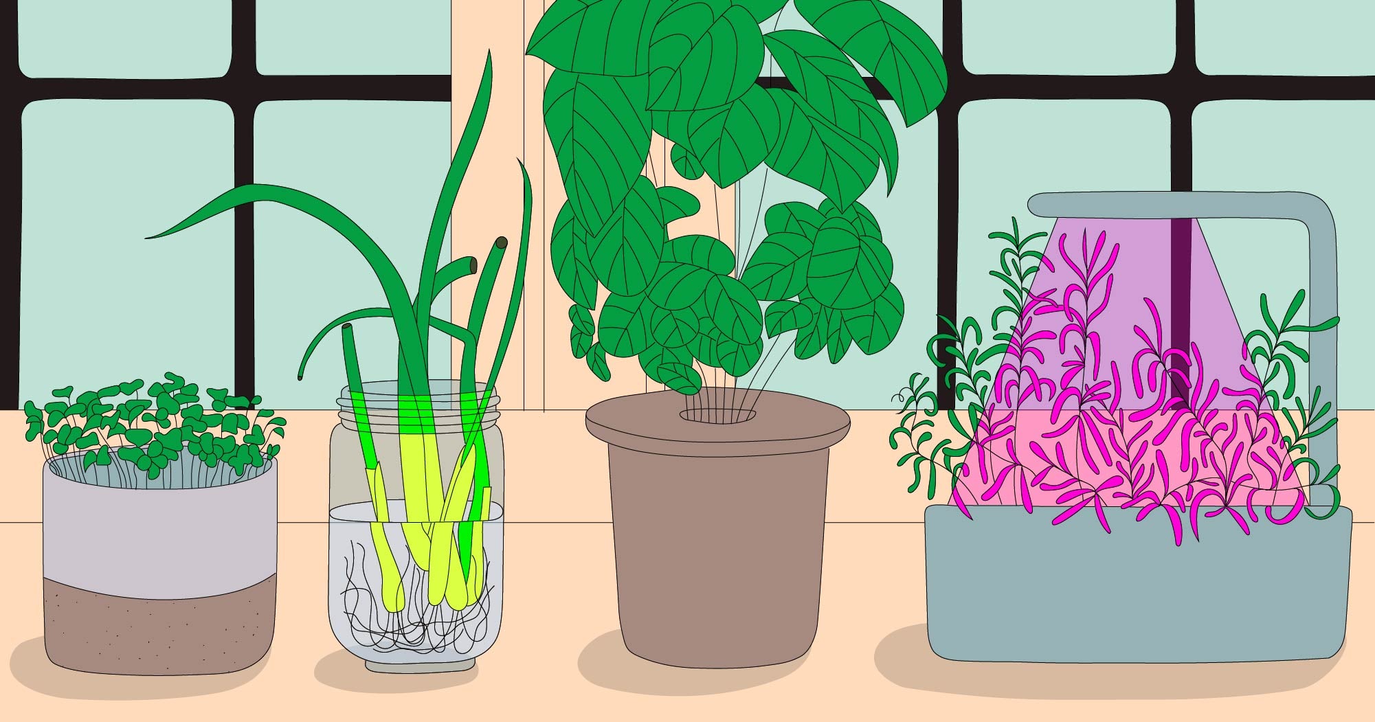 How To Keep Your House Plants Alive During COVID