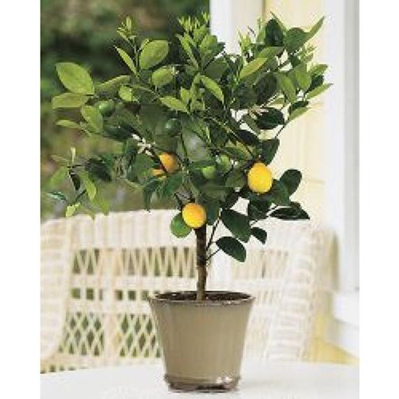 LemonCitrusTree + Potted Meyer Lemon Tree, 1-2 Year Old