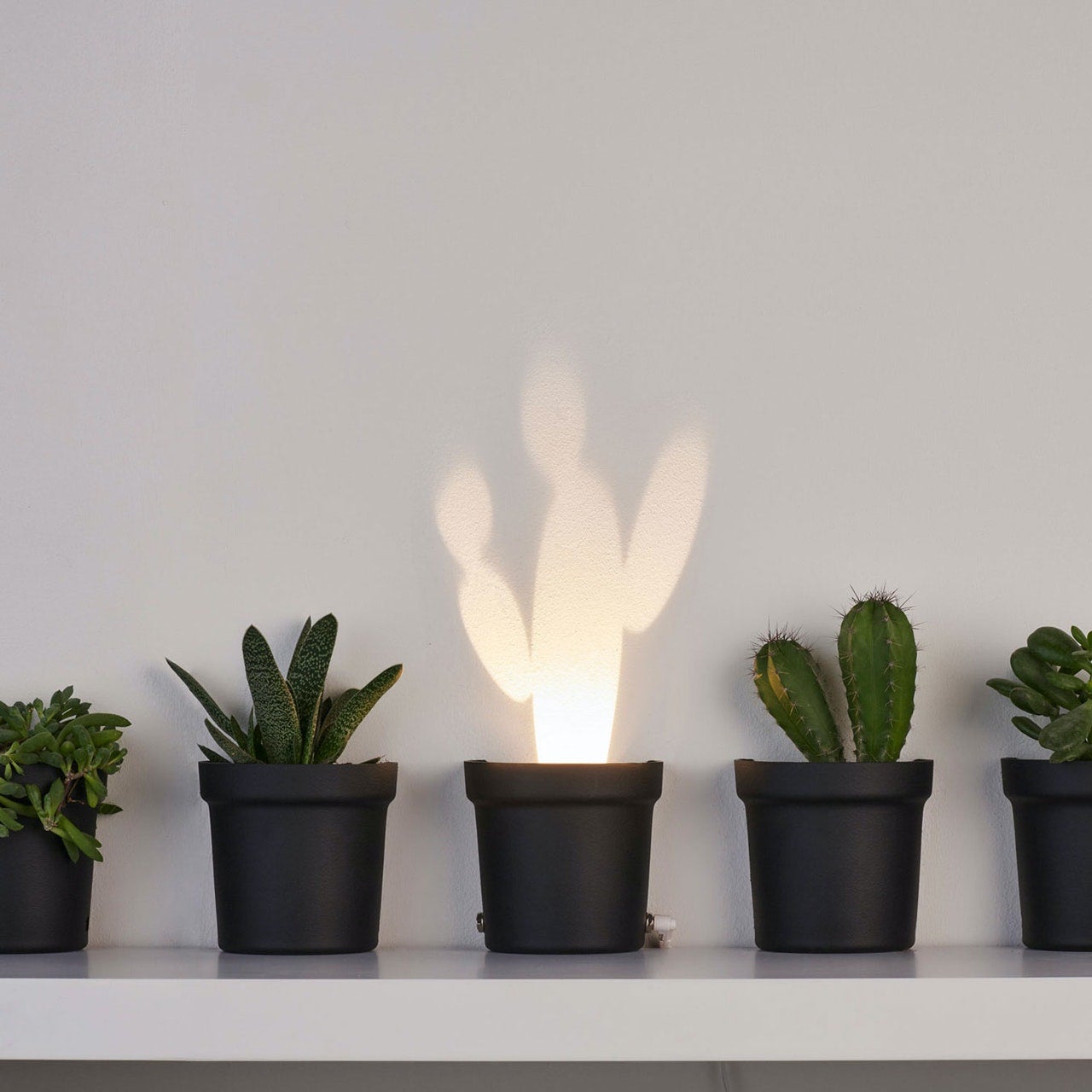 Popup Lighting + Cactus LED Light